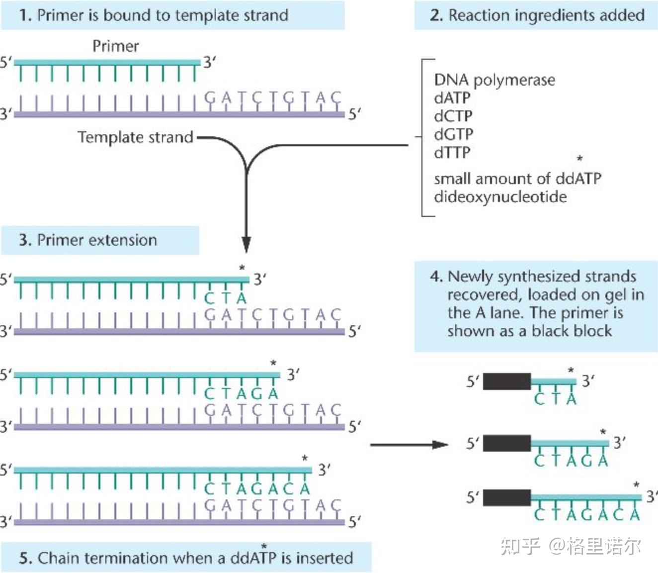 Gold Standard Of Dna Sequencing——sanger法测序、双脱氧末端终止法 知乎