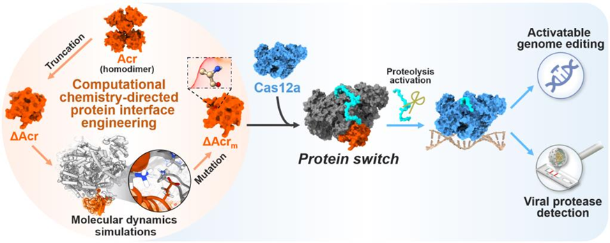 湖南大学聂舟教授课题组: 基于抗CRISPR蛋白改造创建Cas12a蛋白开关用于激活型基因编辑和病毒蛋白酶检测 - 知乎