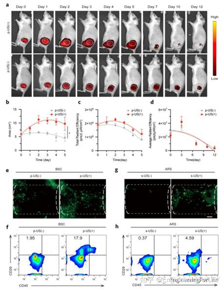 《Bioact. Mater.》：声学响应支架募集内源性干细胞用于骨缺损原位修复 - 知乎
