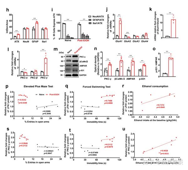 中山大学付饶课题组揭示外侧缰核磷脂酸代谢紊乱参与调控酒精戒断所共病的负性情绪 - 知乎