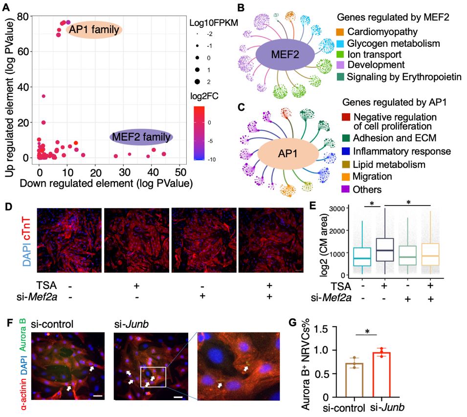 Cell Death Discov︱杨敬平/魏珂等团队合作揭示围产期心肌细胞的转录调控机制 - 知乎