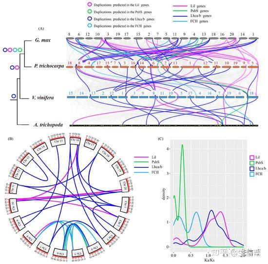 文献精读|植物LHC基因家族的系统发育、结构和功能进化 - 知乎