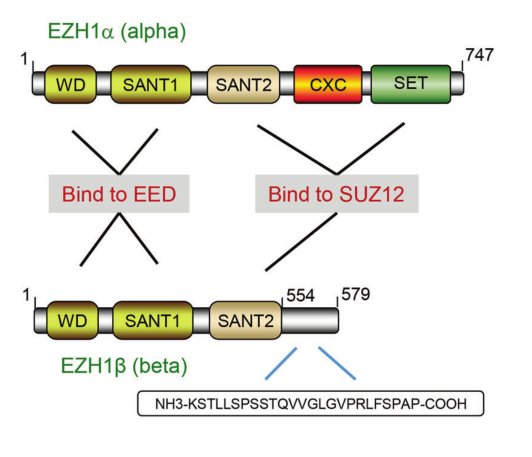 肿瘤新型治疗靶点：EZH1/2 - 知乎