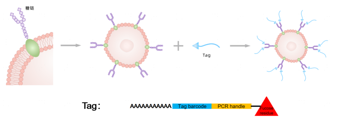 与君相识 | ProMoSCOPE™高通量单细胞糖基化解决方案上市预告 - 知乎