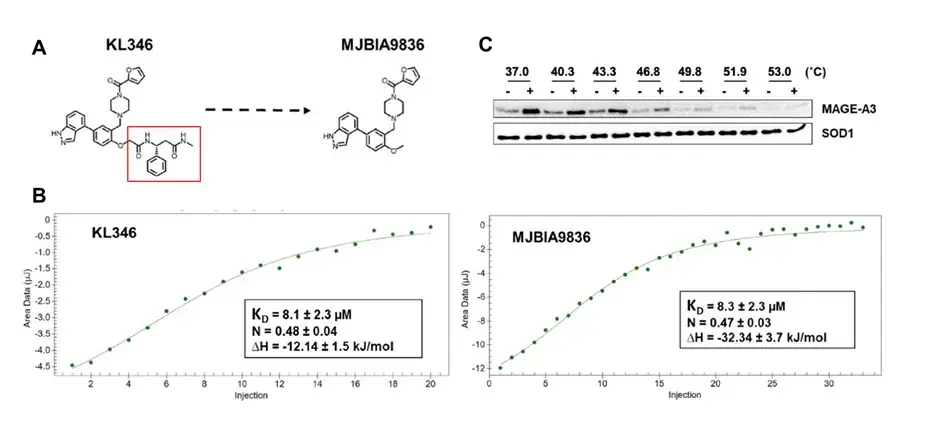 DEL Insight | DEL助力发现E3连接酶衔接体蛋白MAGE-A3配体和PROTAC - 知乎