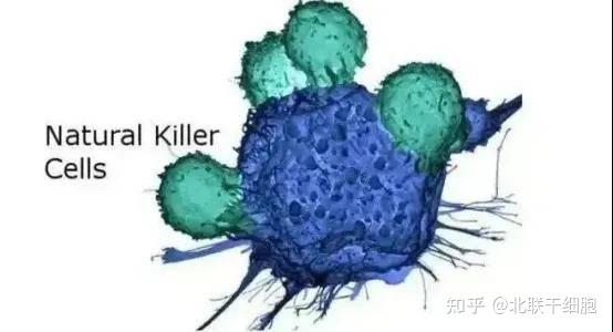 CIK免疫细胞的原理及特点 - 知乎