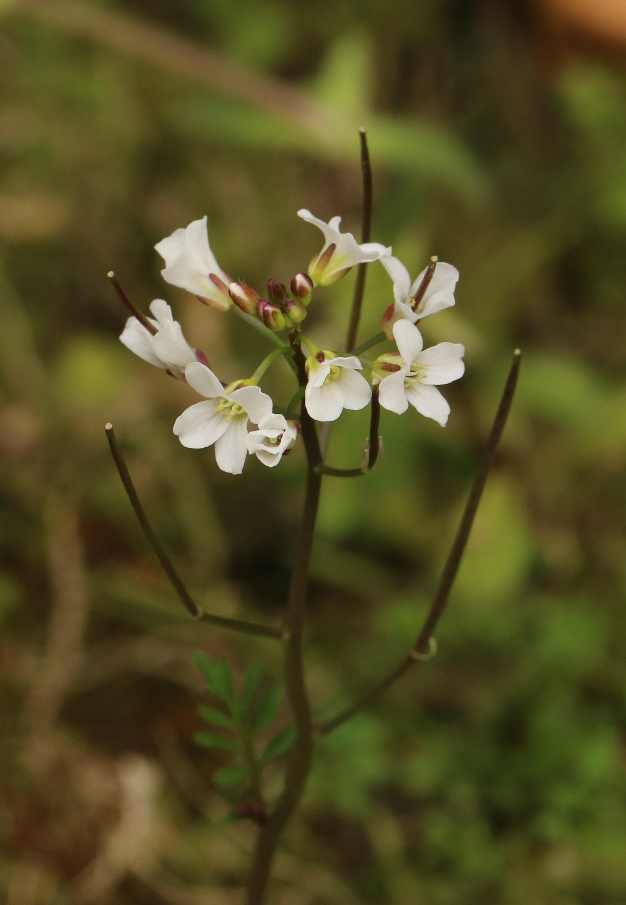 自然：足迹//横断山区植物小记十四：石竹科，十字花科 - 知乎