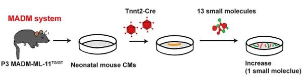 又见Cre！Cre/Loxp系统应用全攻略 | 知识点分享 - 知乎