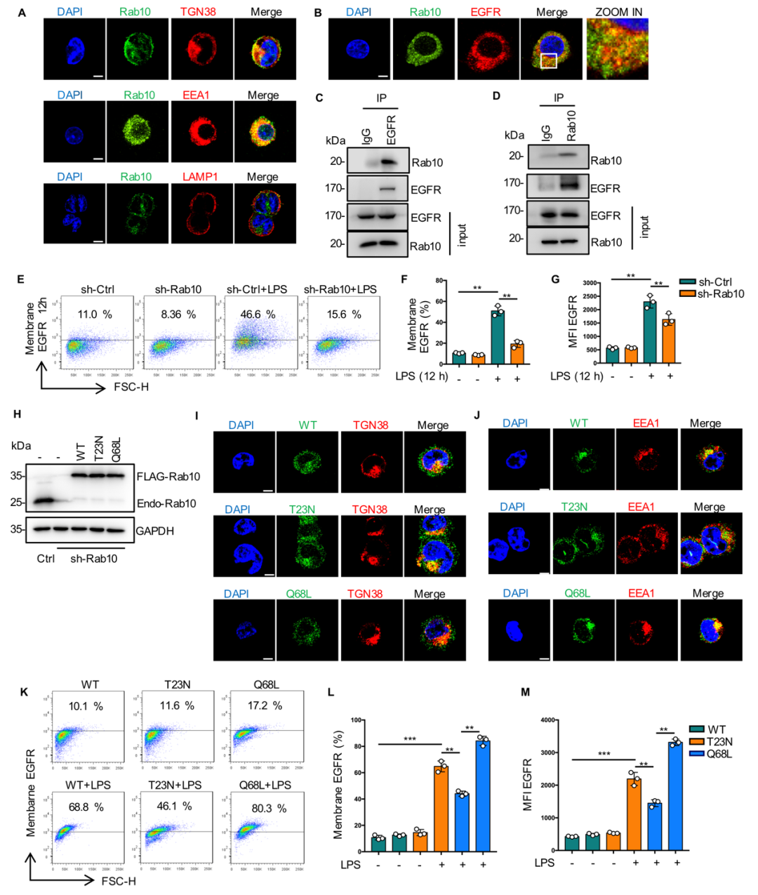 CDD | 唐靖/刘志峰团队合作揭示EGFR激酶活性和Rab GTPases协调EGFR胞内转运调控脓毒症巨噬细胞极化 - 知乎