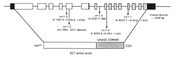 乙烯信号转导——“大反派” CTR1 - 知乎