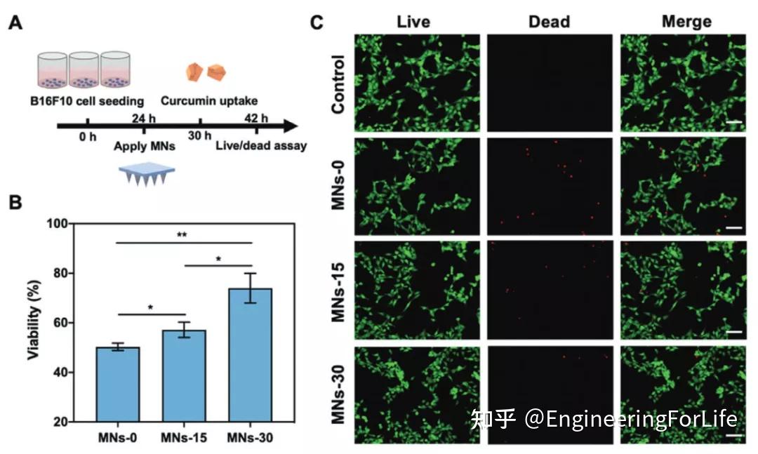 AHM：GelMA的综合运用——微针贴片+肿瘤模型 - 知乎