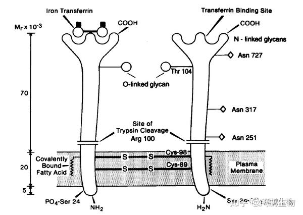 一起学习吧 | 可溶性转铁蛋白受体（sTfR） - 知乎
