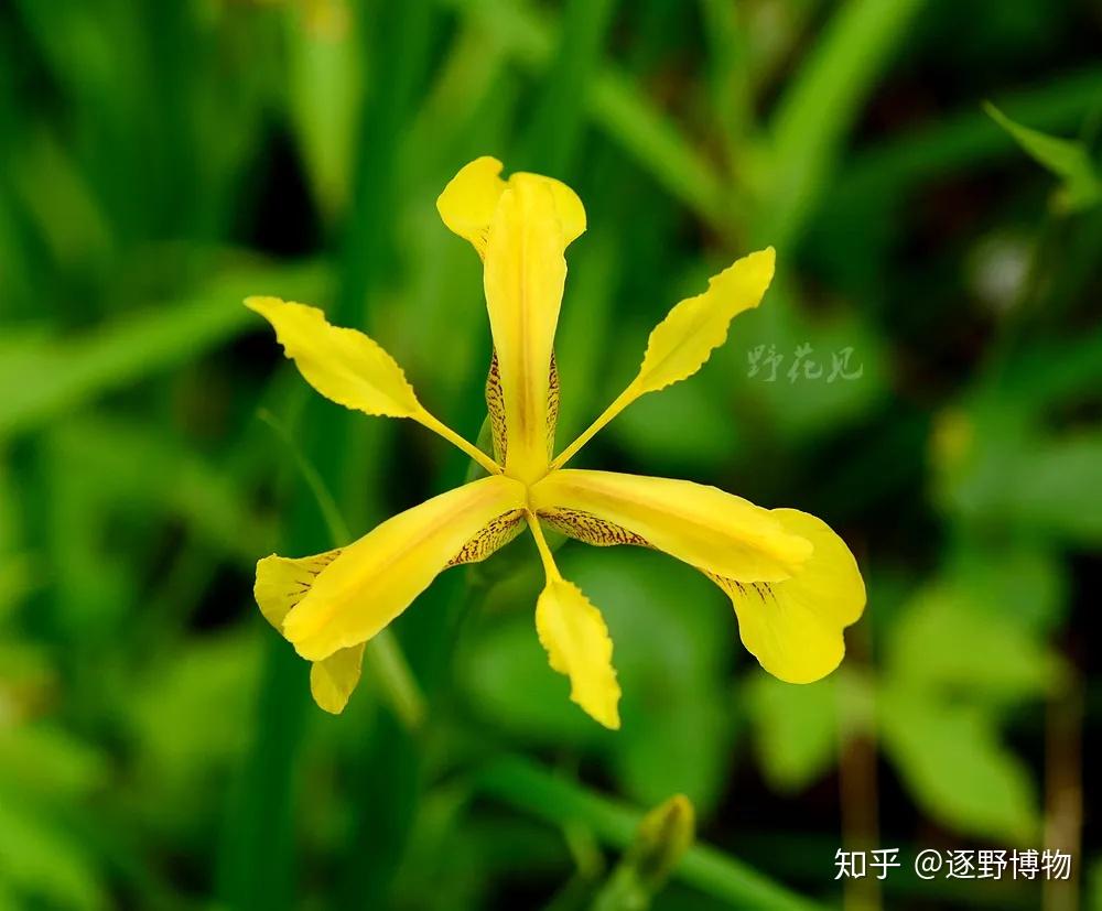 高山上的彩虹女神——鸢尾属Iris - 知乎