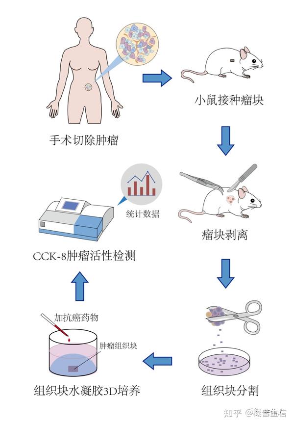 如何用人源性组织异种移植（PDX）助力临床科研 - 知乎