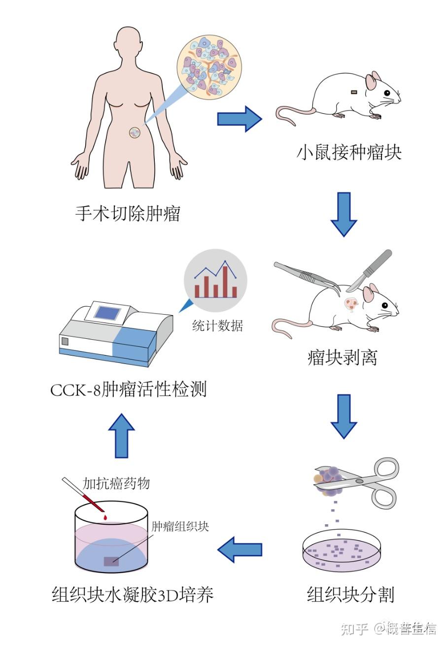 如何用人源性组织异种移植（PDX）助力临床科研 - 知乎