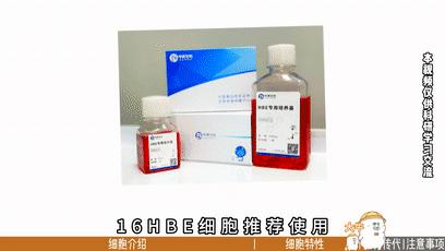 16HBE培养，人支气管上皮细胞培养攻略 - 丰晖生物 - 知乎