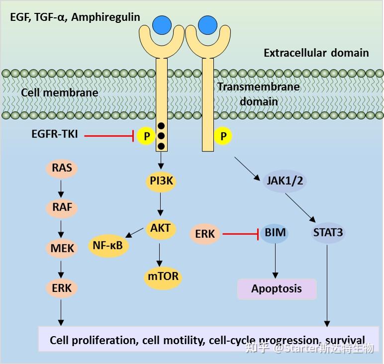 表皮生长因子受体（EGFR）：肿瘤信号通路的关键调控因子与临床应用 - 知乎