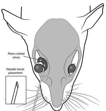 【八只·视频教程】实验动物操作之小鼠眼眶取血 - 知乎