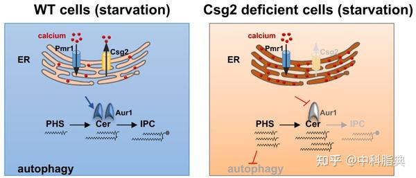 Nat Commun: 酵母脂质组学分析产品助力揭示内质网钙通道Csg2调节自噬的相关机制 - 知乎