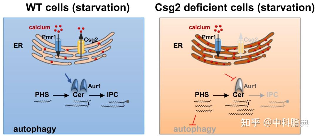 Nat Commun: 酵母脂质组学分析产品助力揭示内质网钙通道Csg2调节自噬的相关机制 - 知乎