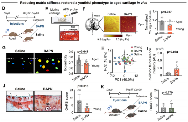 NC（IF17）! 蛋白质组学揭示软骨老化的关键蛋白及相关机制 - 知乎