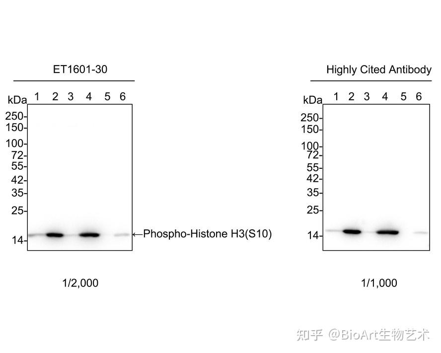 【BioArt试用】开启新学年：华安生物明星抗体，免费试用 快来申请 - 知乎
