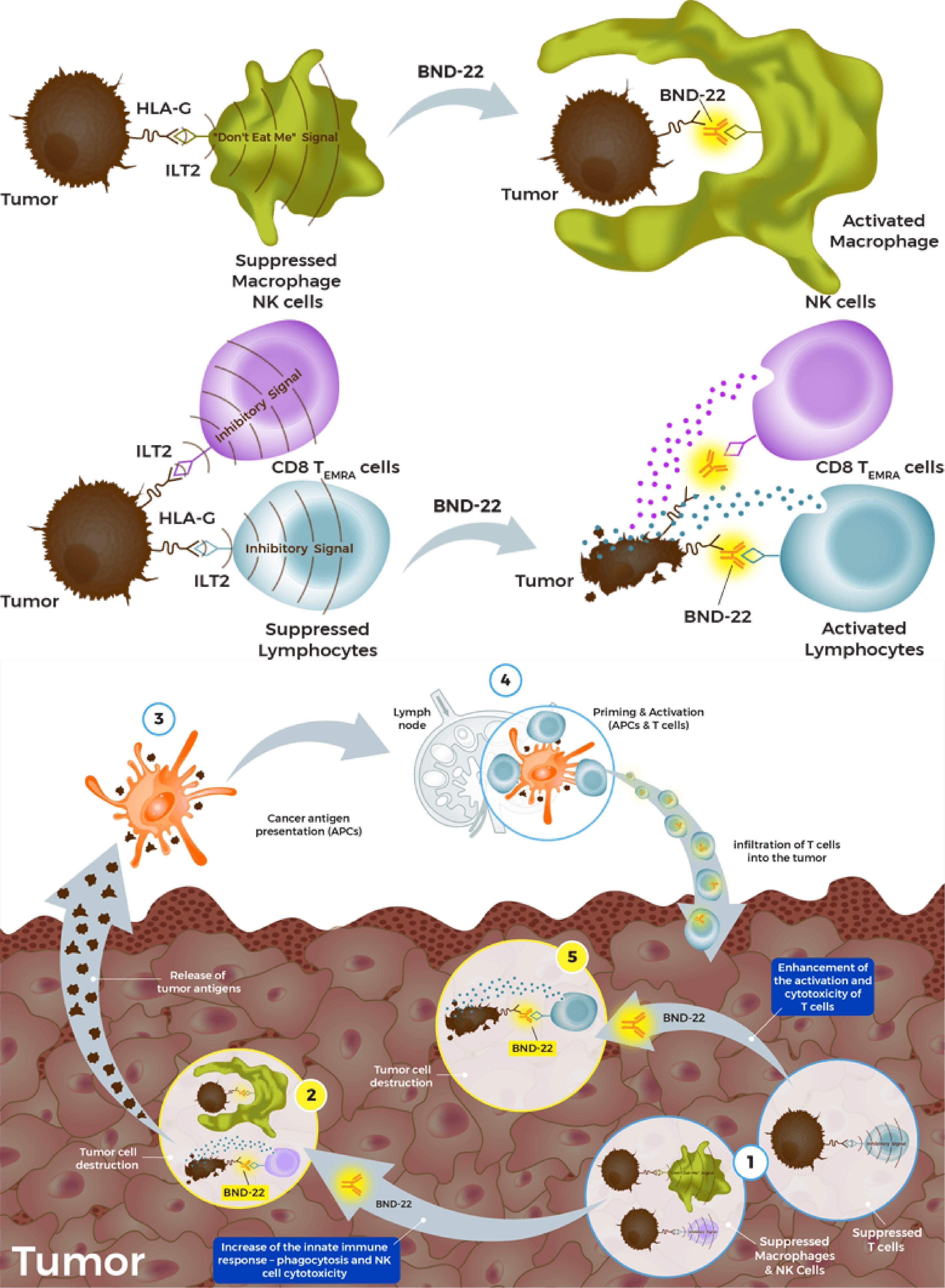 抗癌理想靶点新选择：LILRBs - 知乎