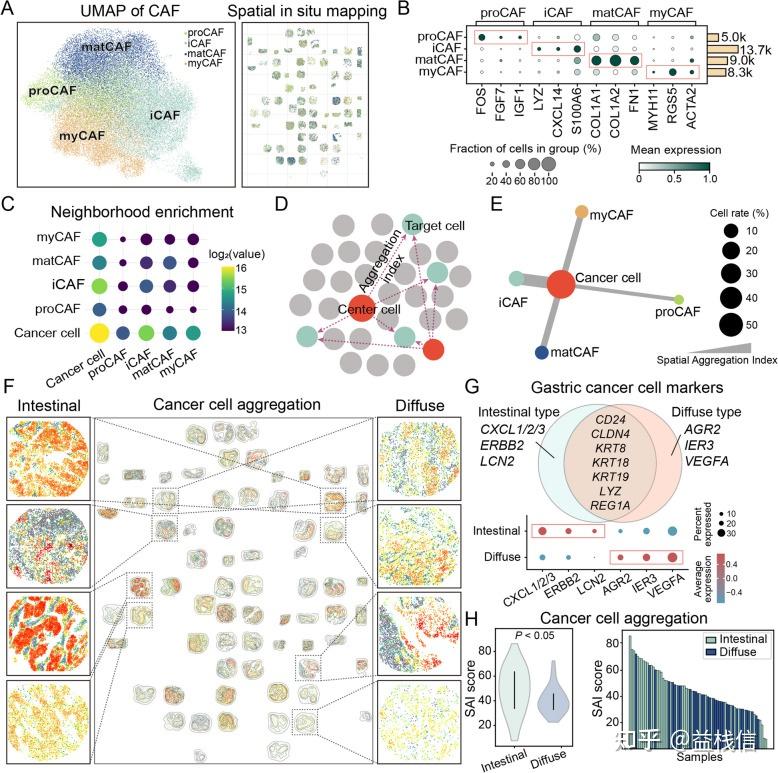 幽门螺杆菌+CAF=免疫冷肿瘤？这篇研究给出了答案 - 知乎