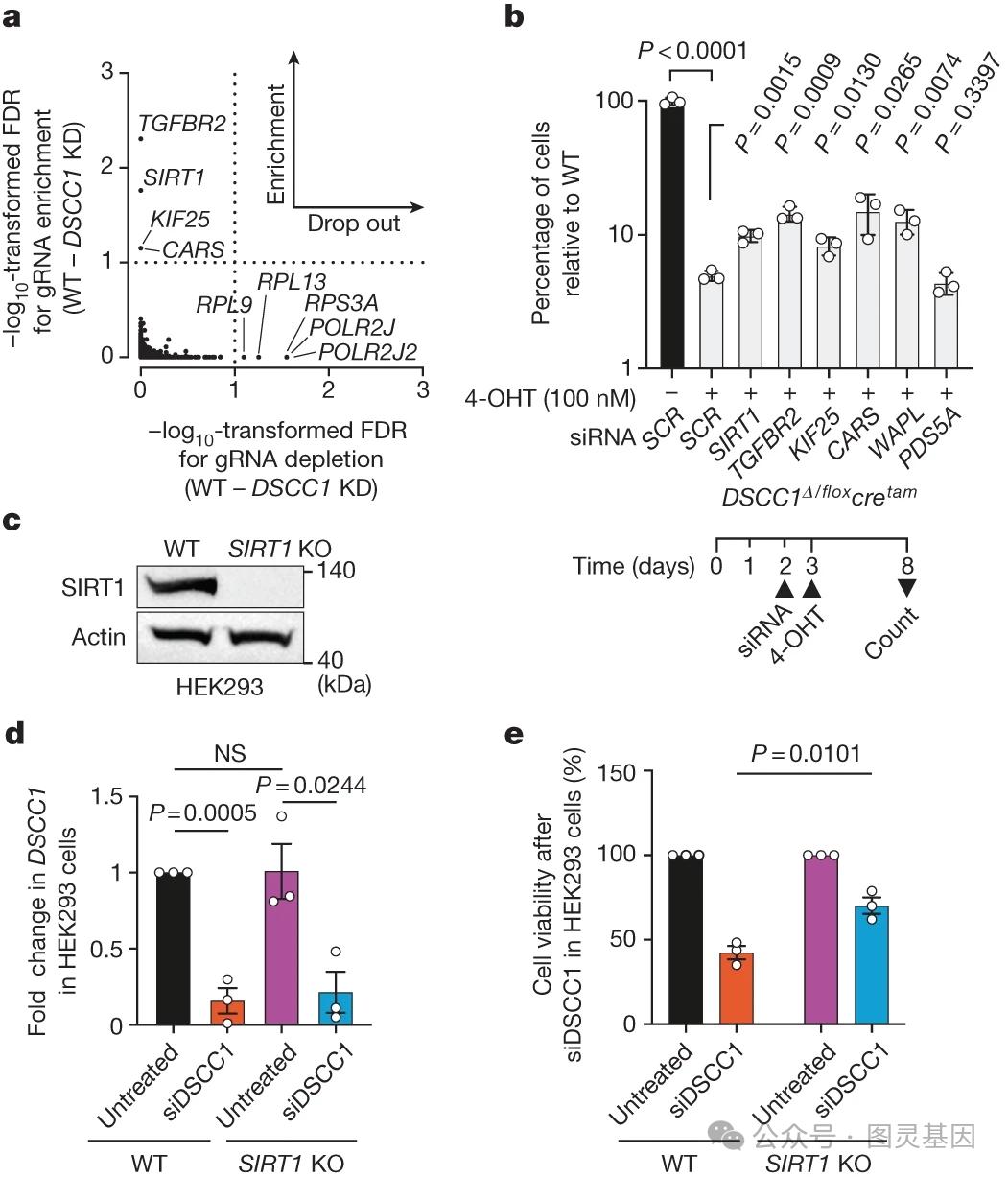 Nature | 发现维持基因组稳定的关键调节基因 - 知乎