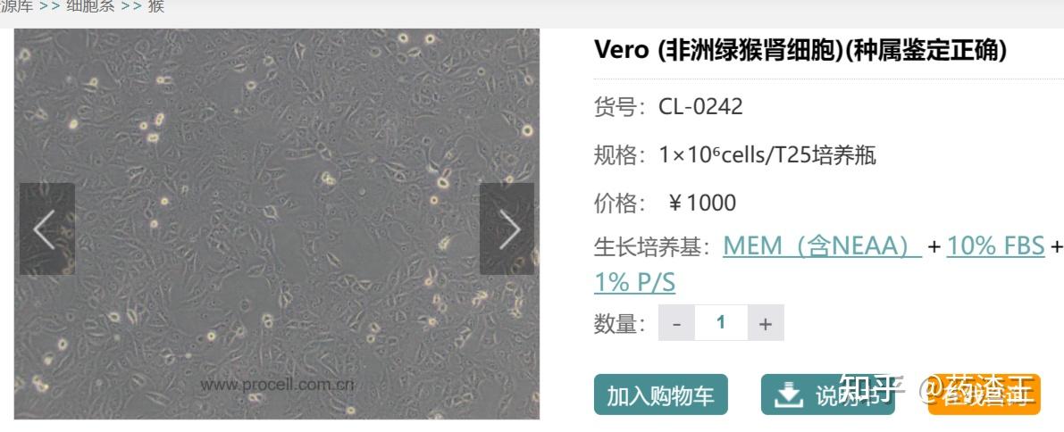 狂犬病疫苗与致癌，VERO细胞的安全性（第1部分：VERO细胞的发现）-系列文章，全面解读狂犬病病毒及其疫苗） - 知乎