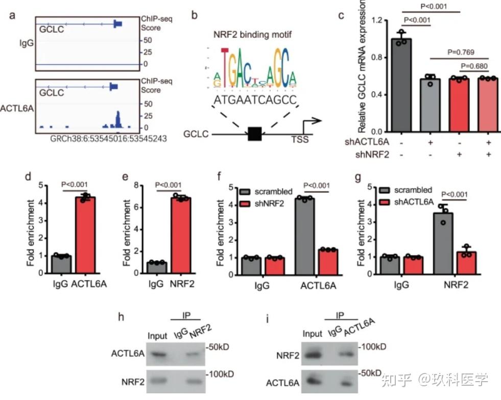 FI 16+铁死亡研究深度解读 | ACTL6A或是胃癌治疗新靶点 - 知乎