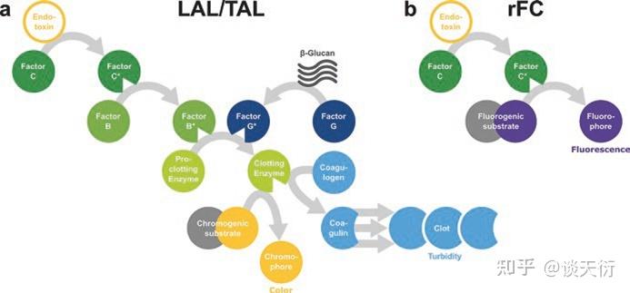 基于鲎试剂（LAL/TAL）和非动物重组C因子（rFC）的内毒素检测：它们的特征以及对美国和亚洲鲎种群的影响 - 知乎