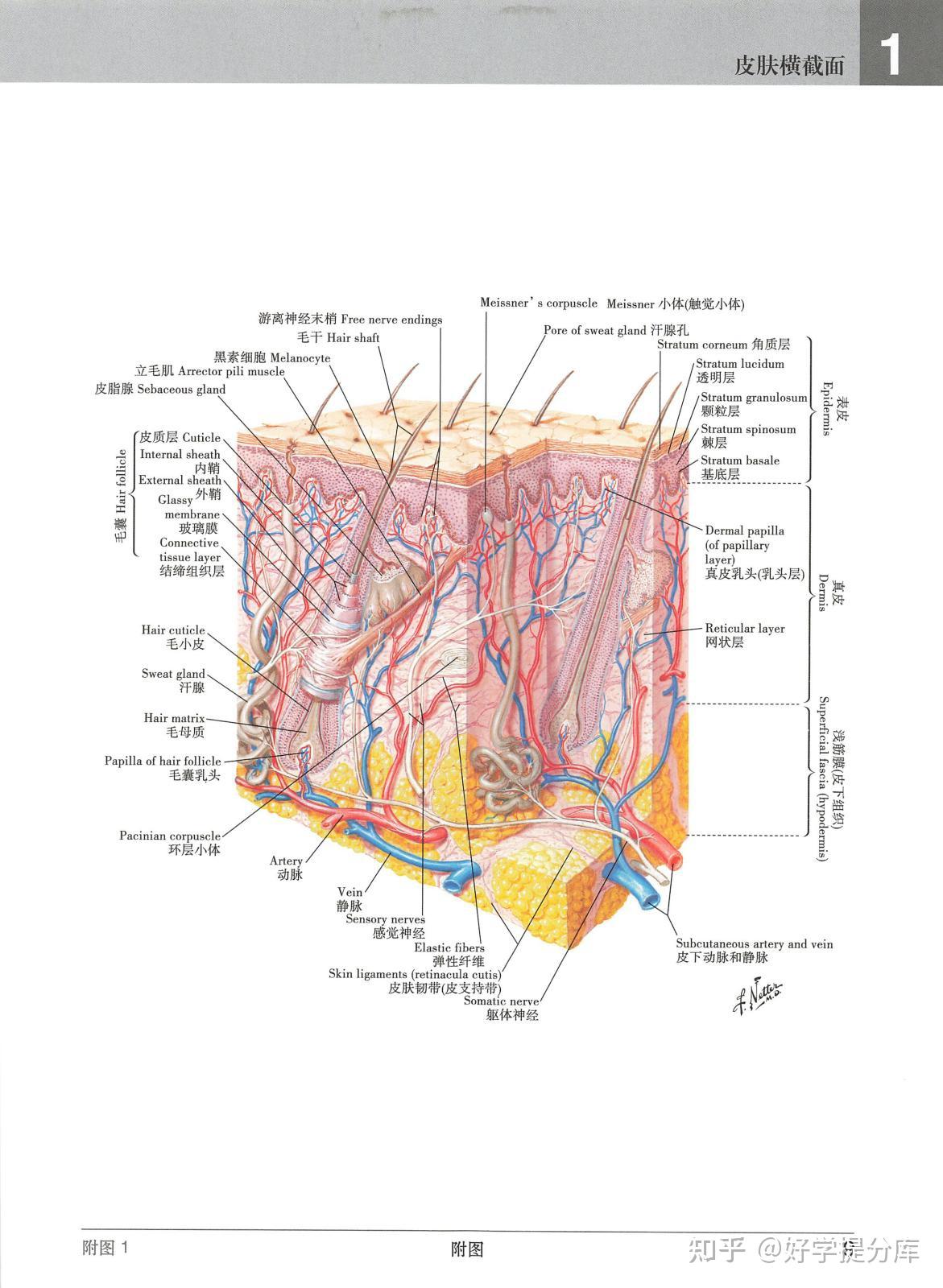奈特netter人体解剖彩色图谱pdf电子版中英文版最新版第八版免费下载 - 知乎