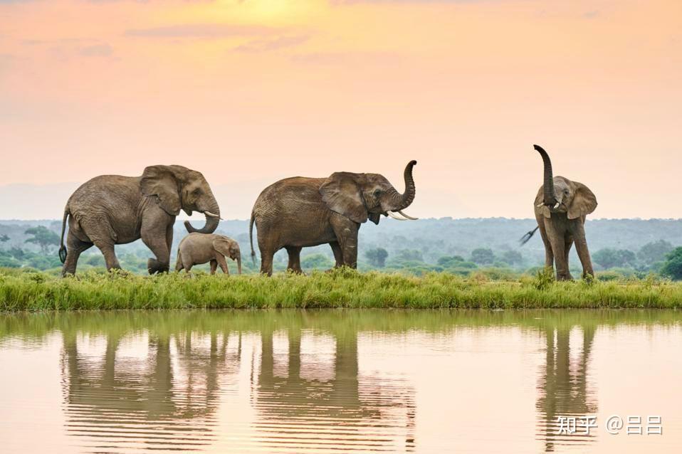 百利甜的最大对手——Amarula大象奶油利口酒 - 知乎