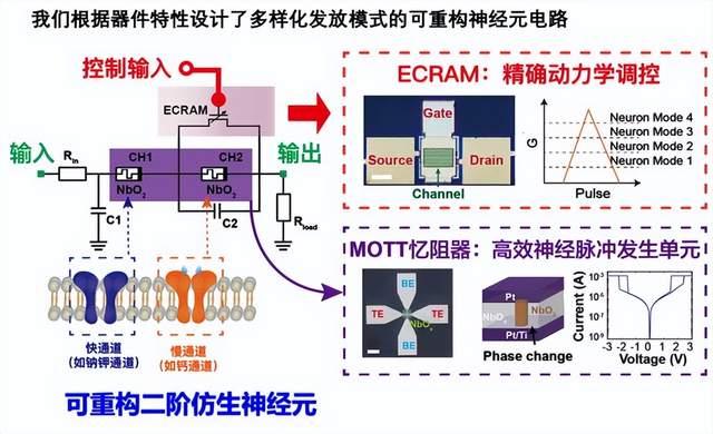 研究进展 | 潘纲、林芃团队研发了可重构的类脑神经元新器件 - 知乎