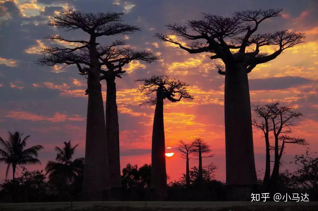 到猴面包树的故乡——穆隆达瓦邂逅神迹 - 知乎