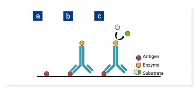 常见 ELISA 实验 Protocol + 解决方案（超详细） | MedChemExpress (MCE) - 知乎