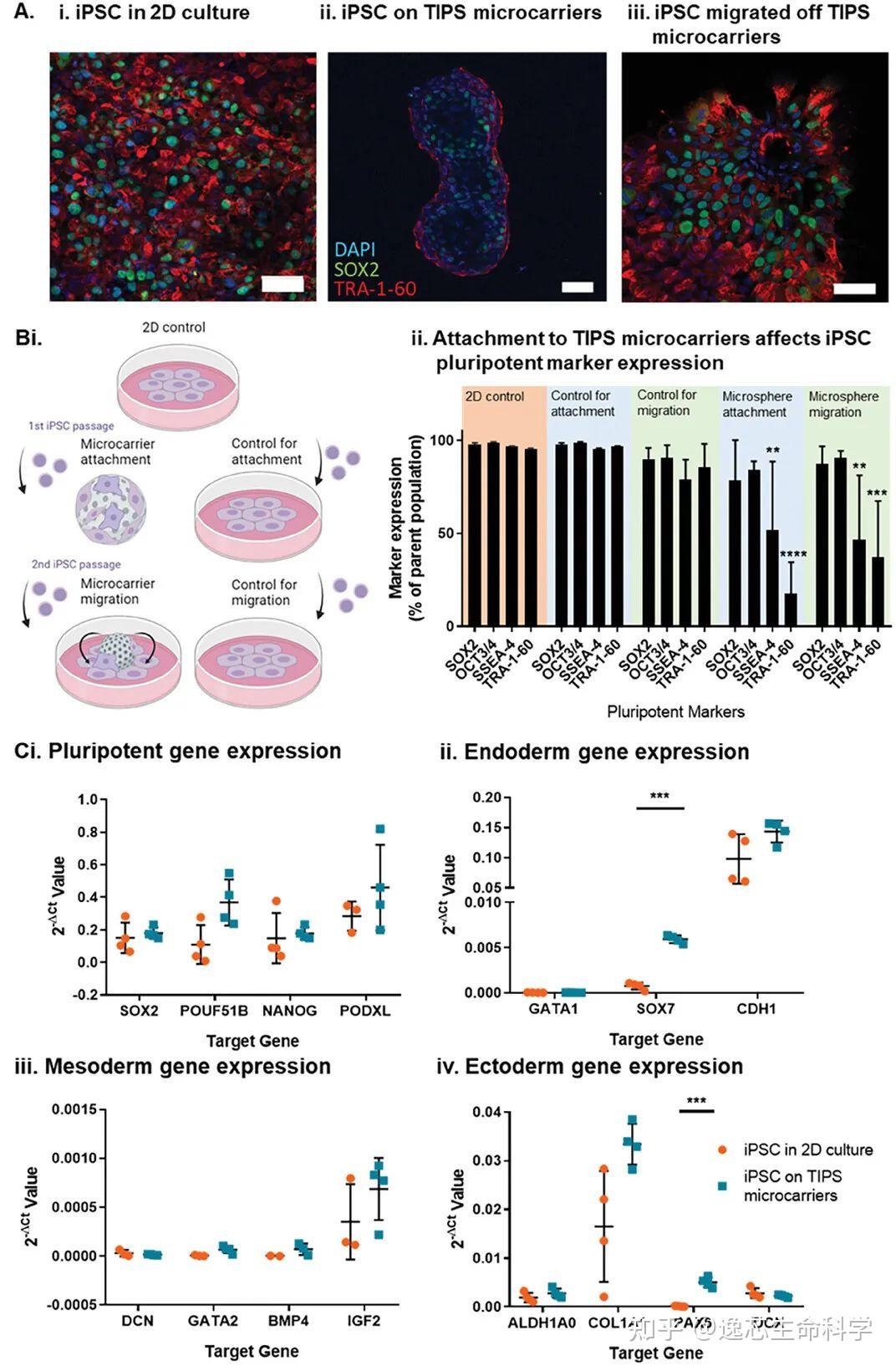 《Adv. Sci.》| 用于iPSC扩增和心肌细胞分化的可注射微载体 - 知乎