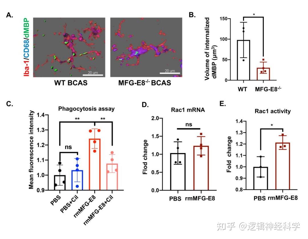 Neurosci Bull︱南京大学徐运/陈妍团队揭示MFG-E8通过吞噬髓鞘碎片改善慢性脑缺血相关认知障碍 - 知乎
