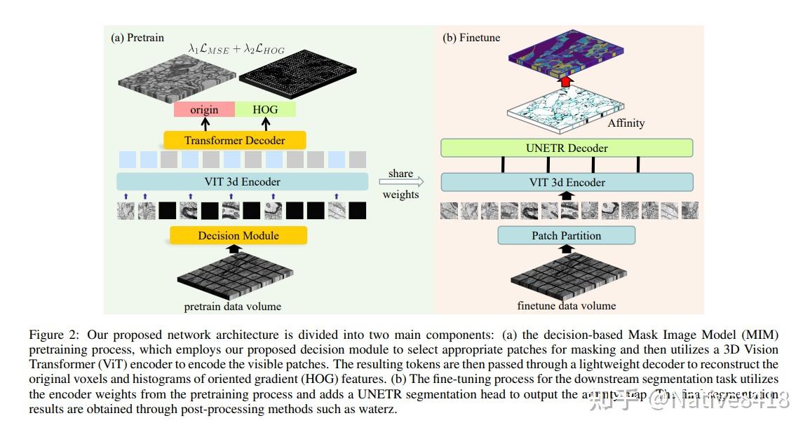 论文精读—Self-Supervised Neuron Segmentation with Multi-Agent Reinforcement Learning - 知乎