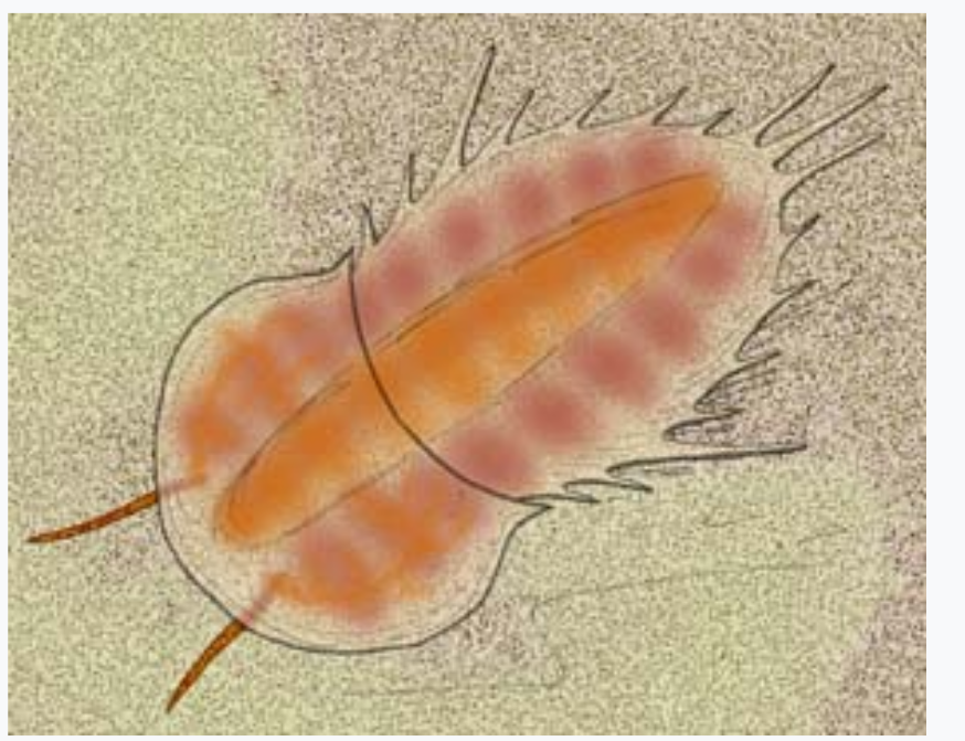 地质博物馆记行：馆藏.寒武纪篇 - 知乎
