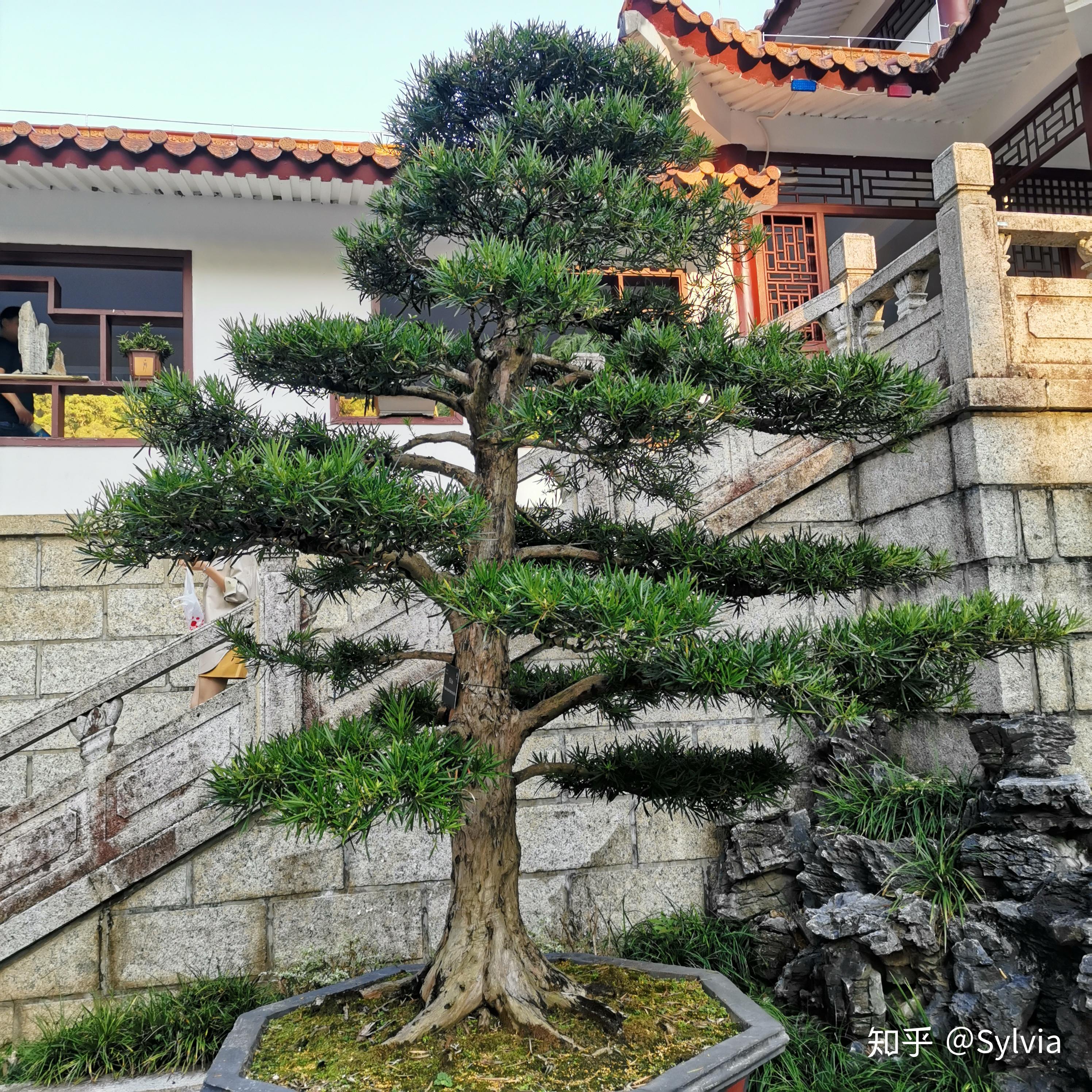 仙湖植物园 知乎