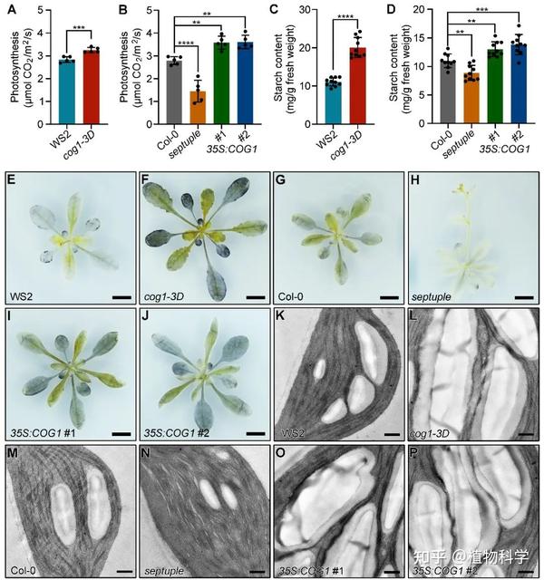 Mol Plant | 黎家教授团队发现COG1能有效提高植物光合效率、增加生物量 - 知乎