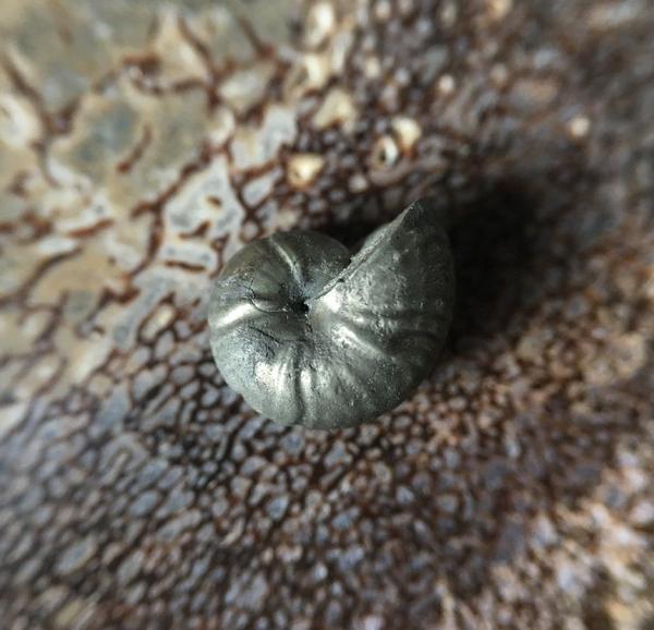 头足纲小传（11）迷途之家：齿菊石目 - 知乎