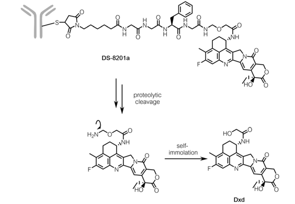 ADC之蛋白酶可裂解连接子 - 知乎