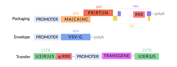 载体构建入门攻略——慢病毒载体篇 - 知乎