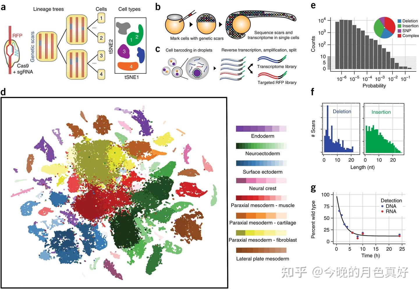 Simultaneous lineage tracing and cell-type identification using CRISPR ...