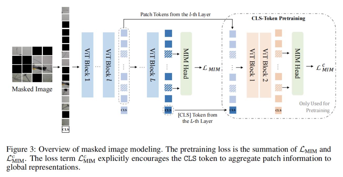 超越 MAE，实现 ViT微调自由！自监督的视觉表示模型 BeiT v2 开源 - 知乎