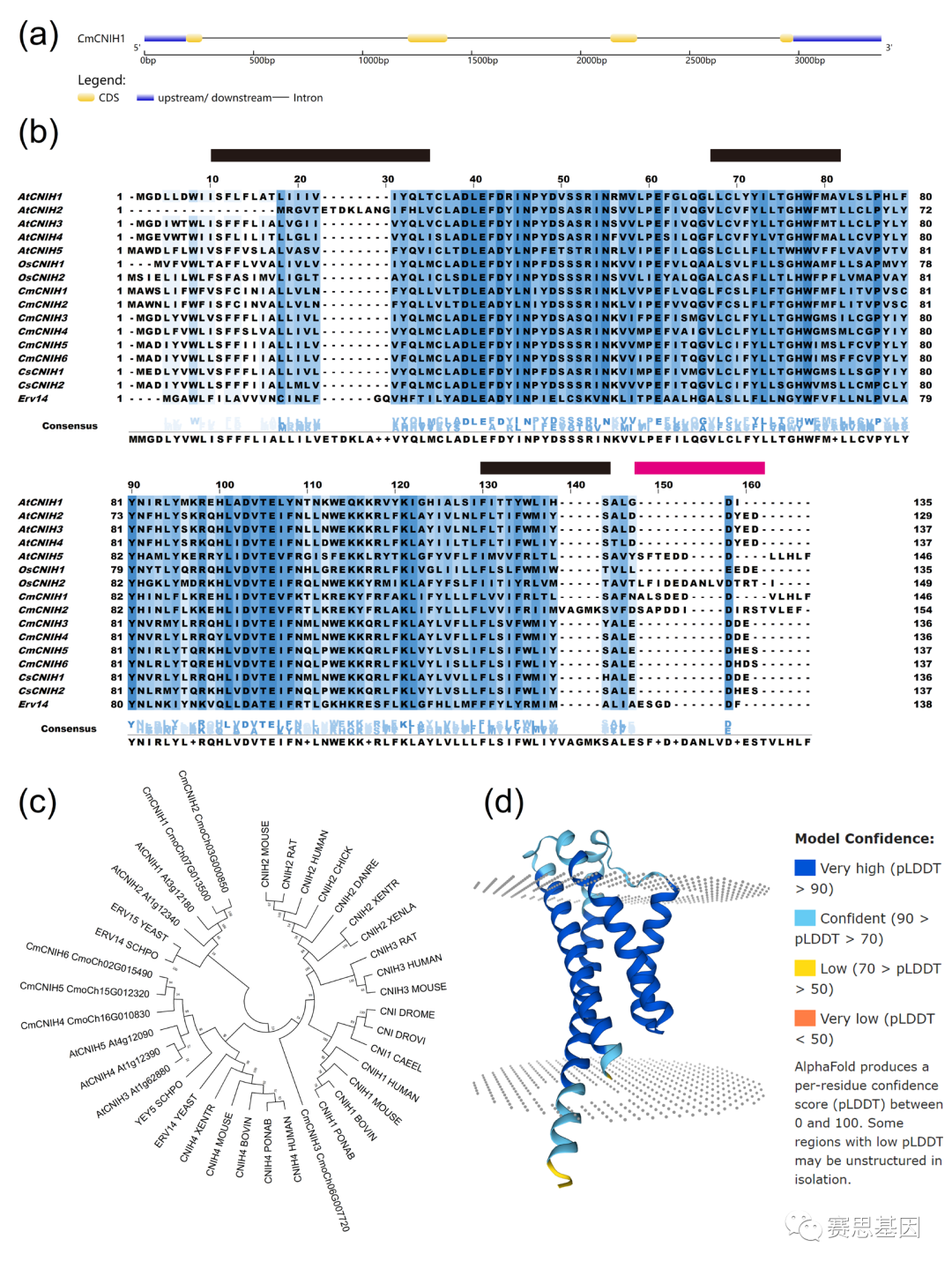【PLANT J】CmCNIH1通过影响南瓜中CmHKT1;1的运输从而提高南瓜的耐盐性 - 知乎