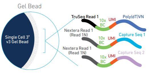 10x Genomics系列应用之——单细胞表面蛋白 - 知乎